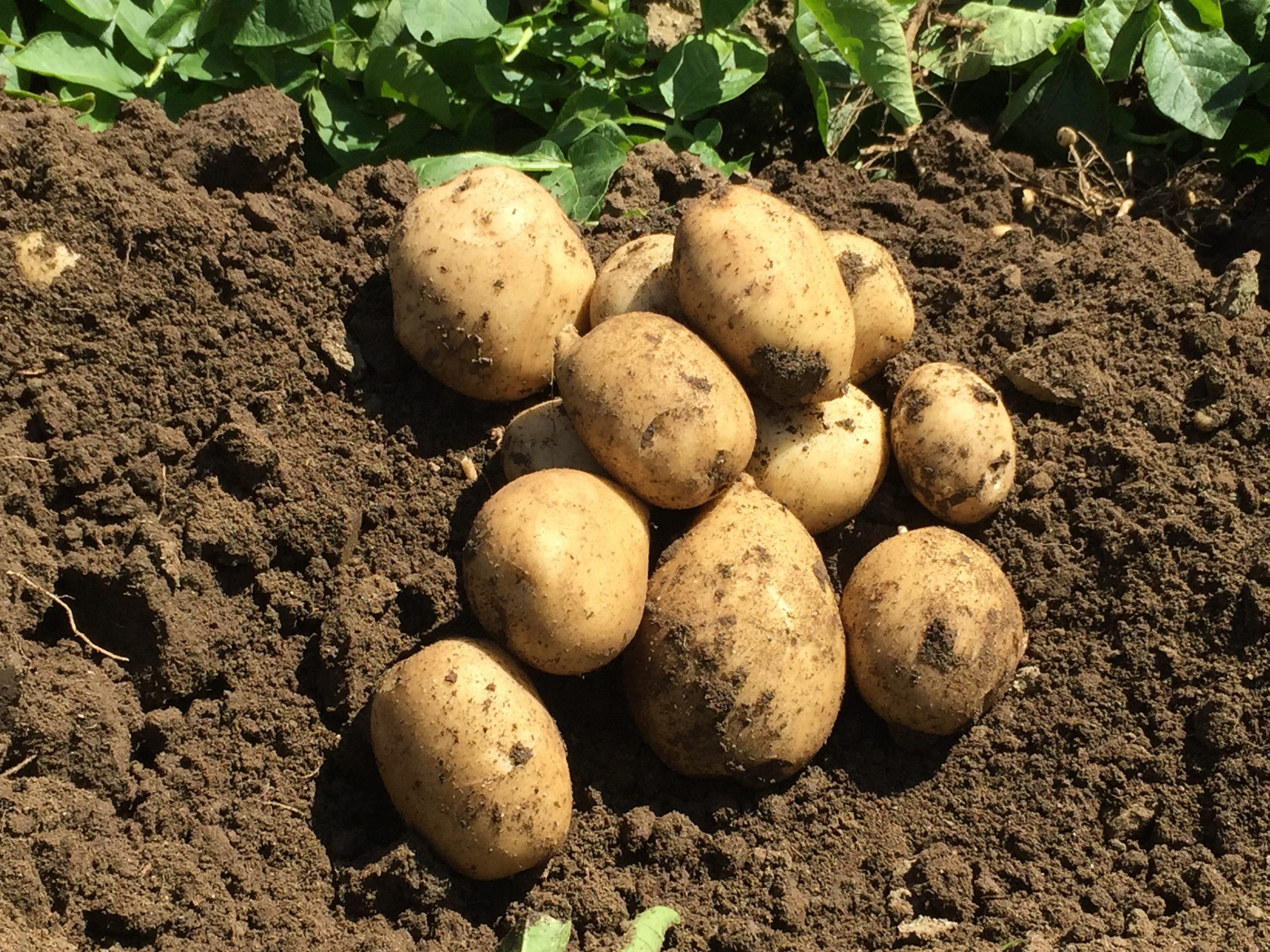 CHIPPERBEC Facts Part 3 of 5 - Chipperbec Potatoes
