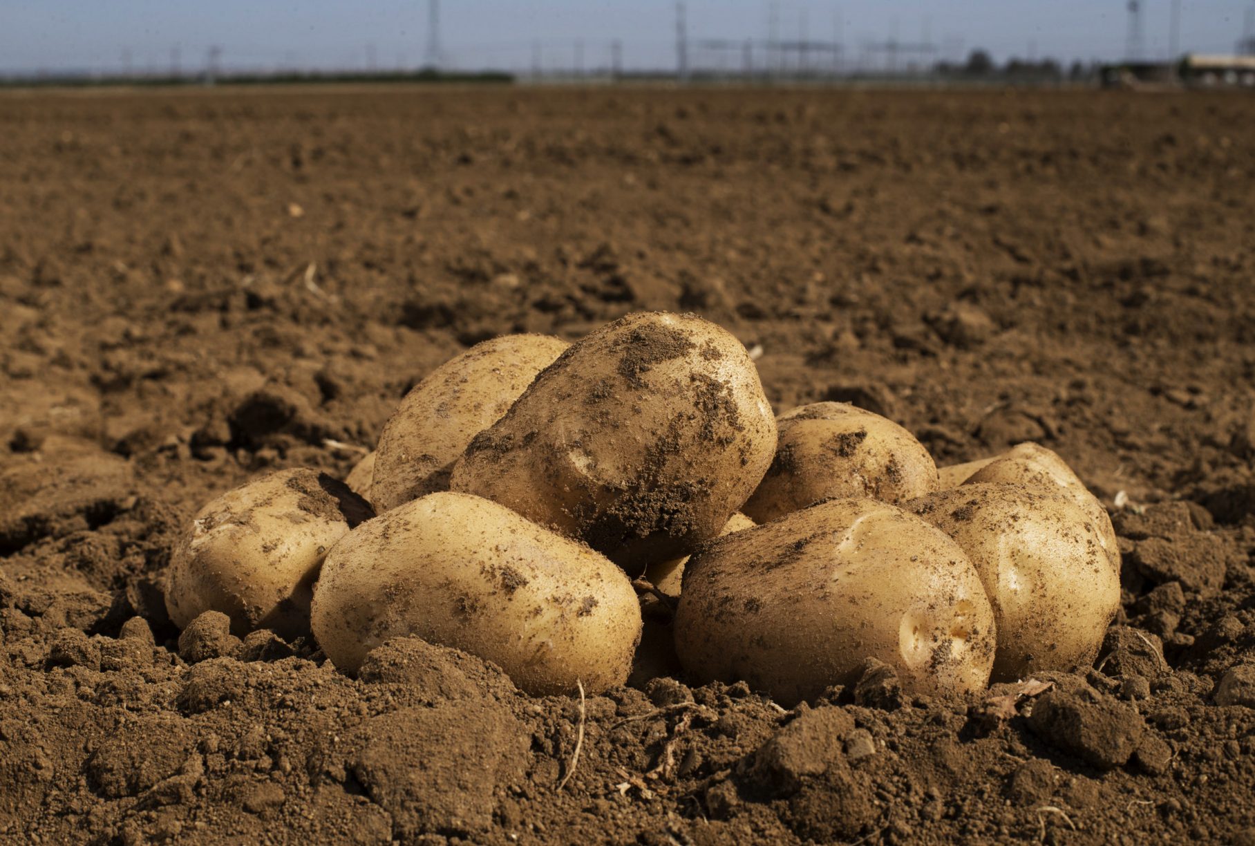 Media – Chipperbec Potatoes