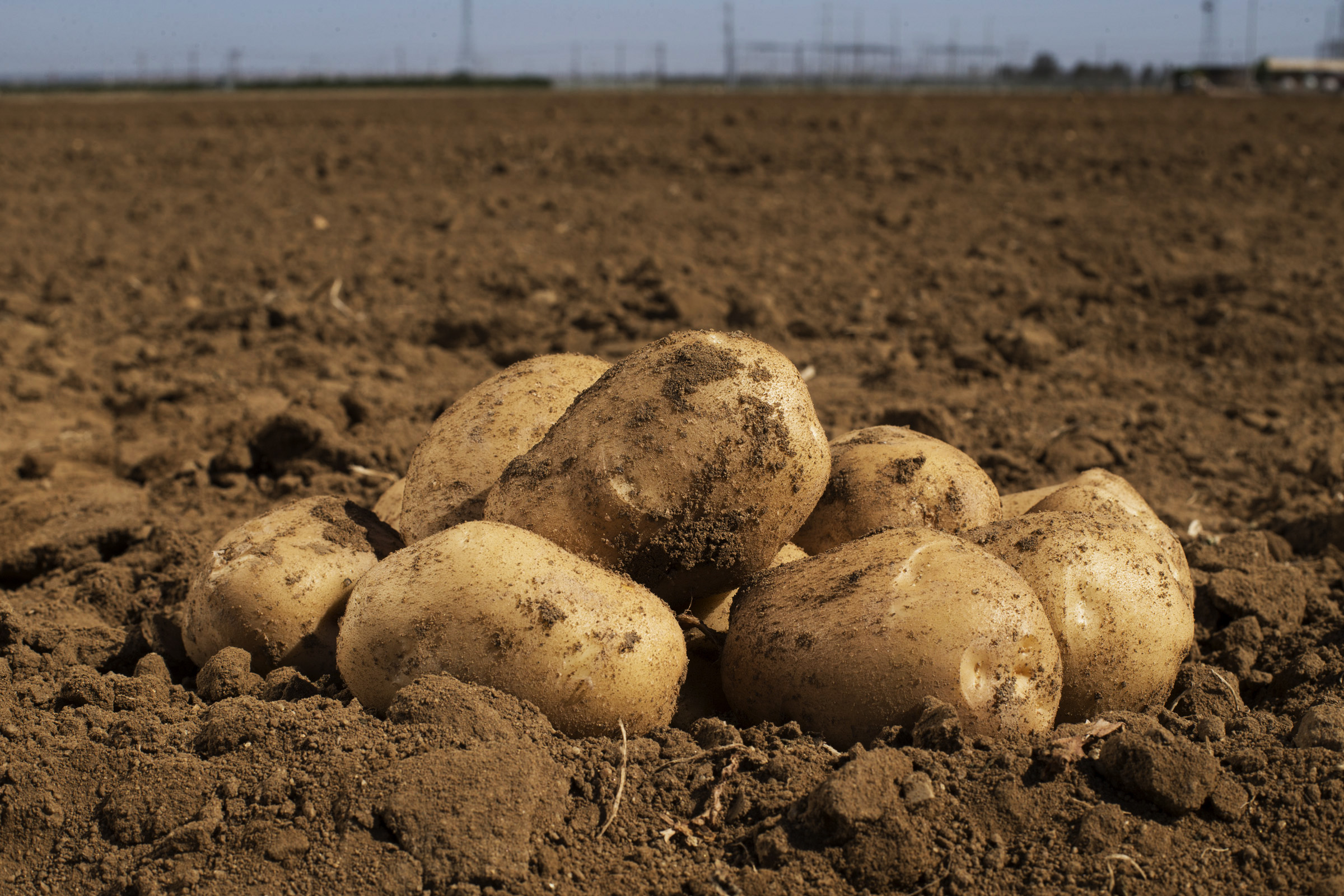 CHIPPERBEC Facts Part 5 of 5 - Chipperbec Potatoes