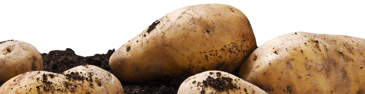 About – Chipperbec Potatoes