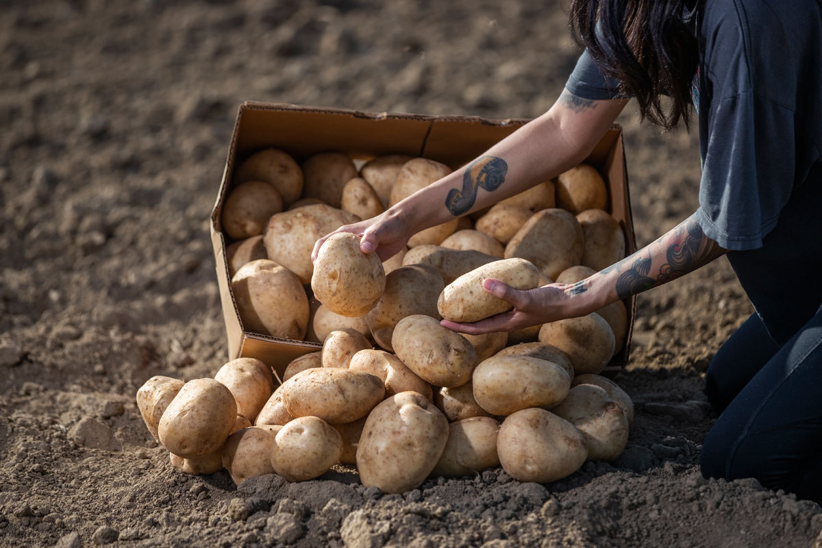 CHIPPERBEC Facts Part 2 of 5 - Chipperbec Potatoes